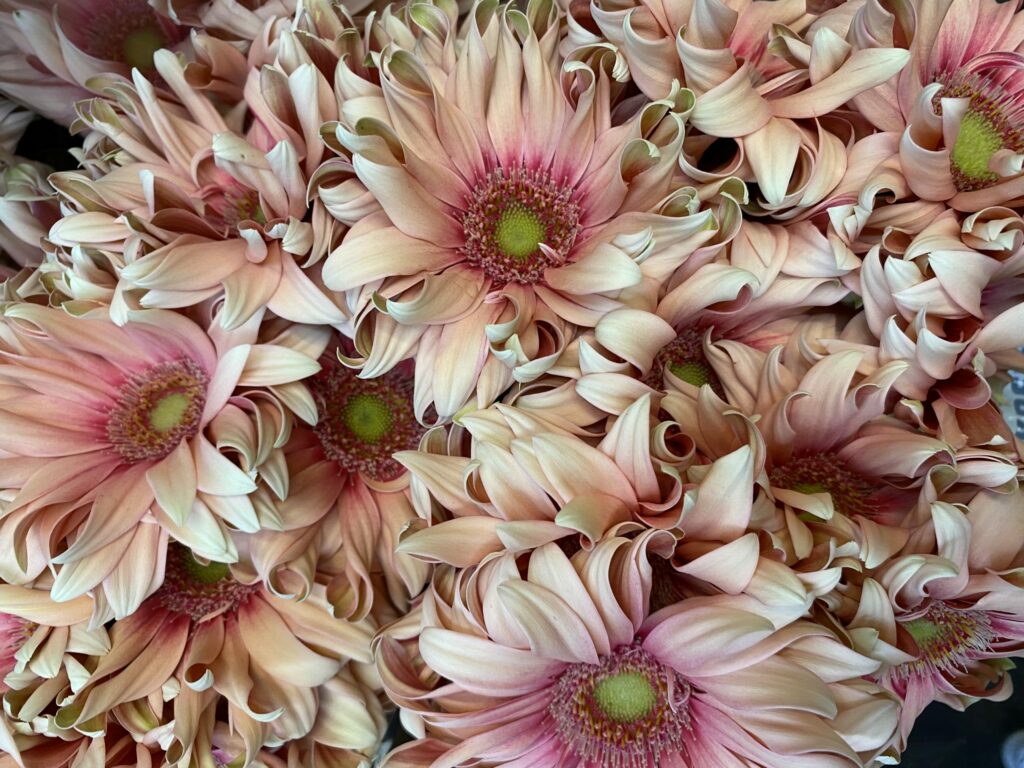 Home - Natashaflowersimport.nl