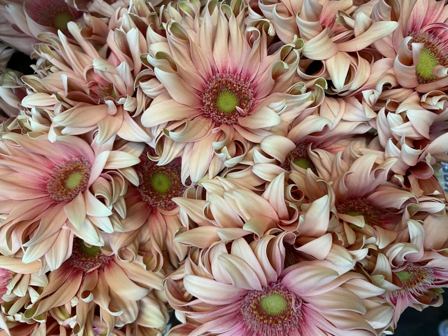 Home - Natashaflowersimport.nl